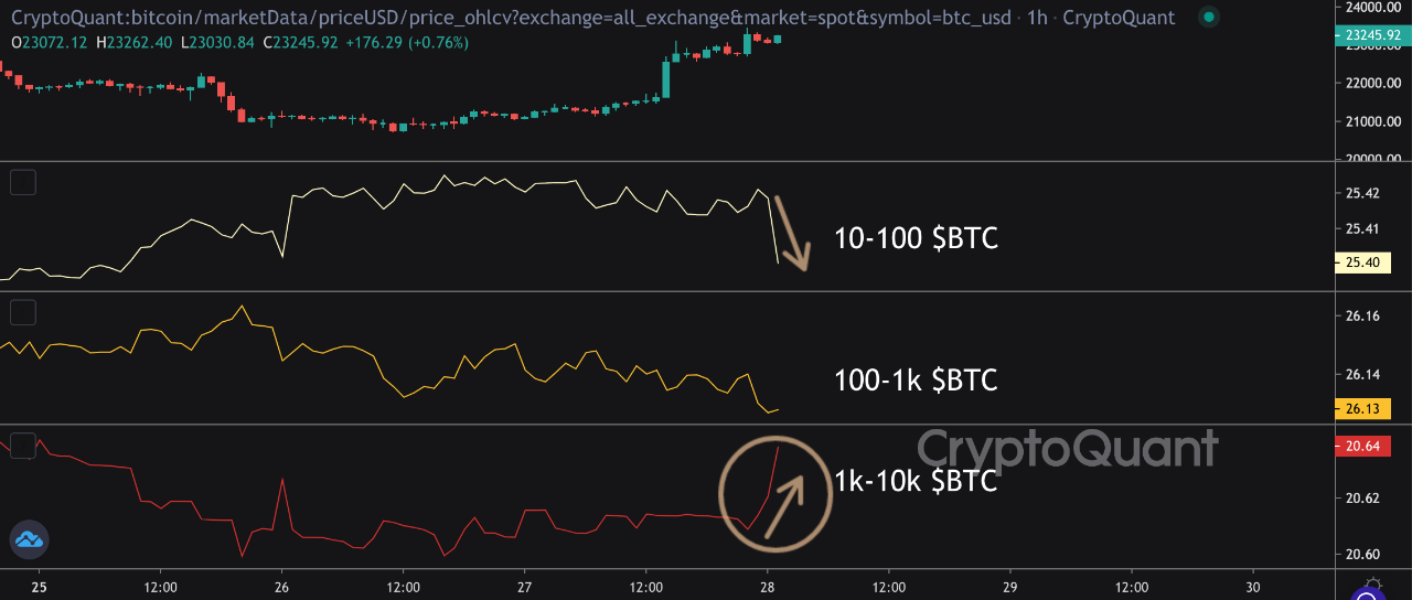 1K-10K BTC WALLET ARE INCREASING THEIR HOLDINGS | CryptoQuant